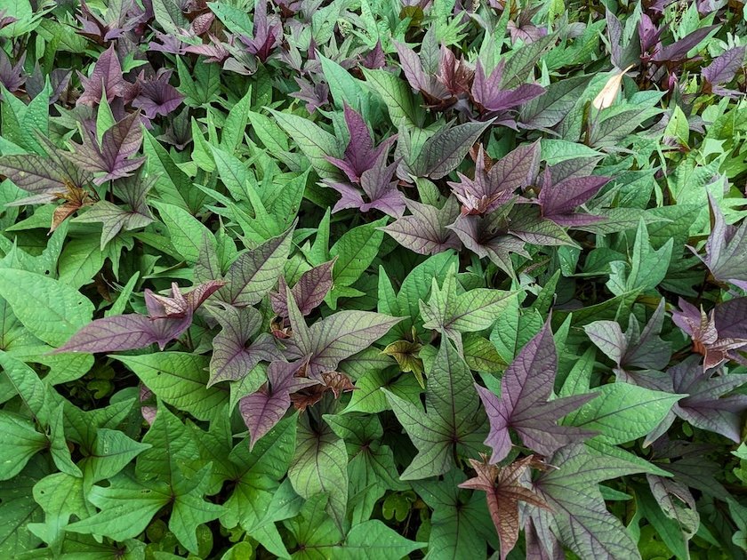 Health Benefits of Sweet Potato Leaves - Thrive Well Zone